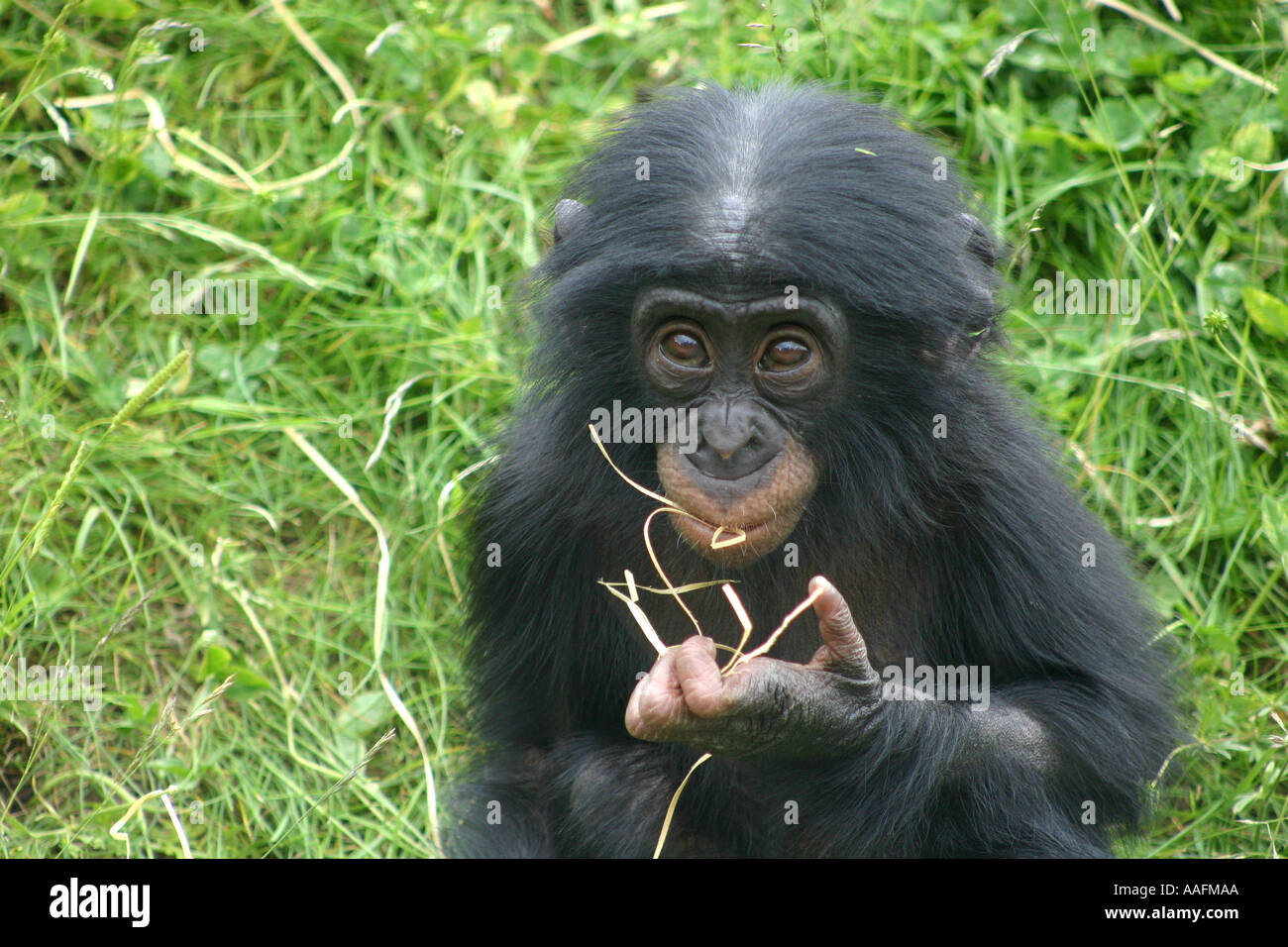 Chimpanzee feet Banque de photographies et d’images à haute résolution ...