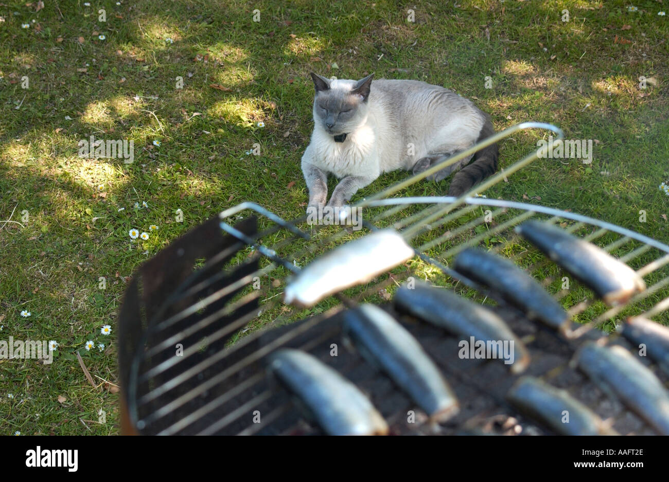 Chat regardant griller des sardines Banque de photographies et d’images ...
