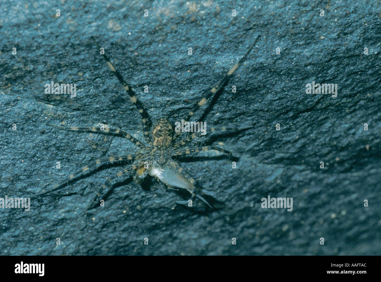 Pisauridae sp Banque de photographies et d’images à haute résolution ...