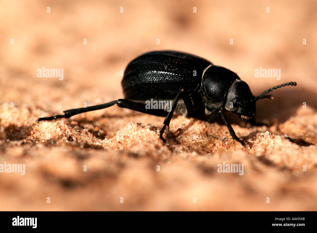 Scarab dung beetle Banque de photographies et d’images à haute ...