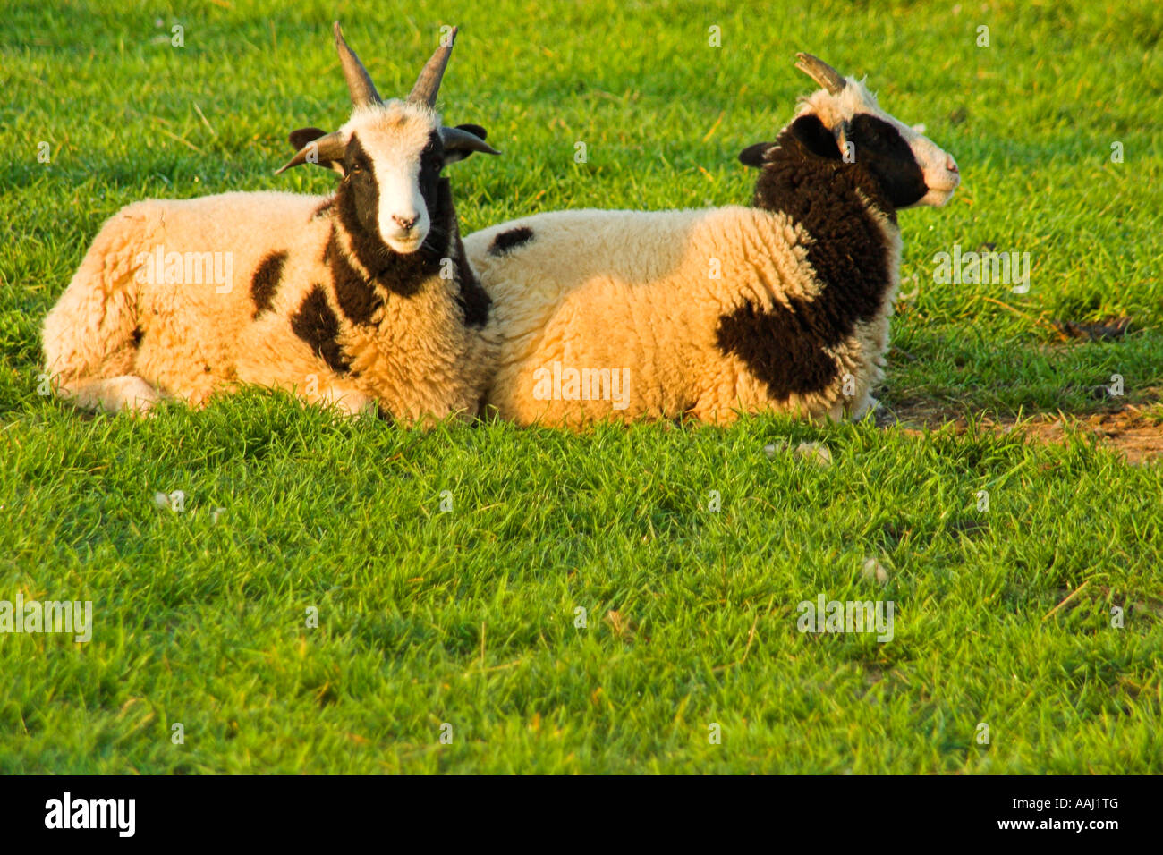 Moutons jacob sheep rare Banque de photographies et d’images à haute ...