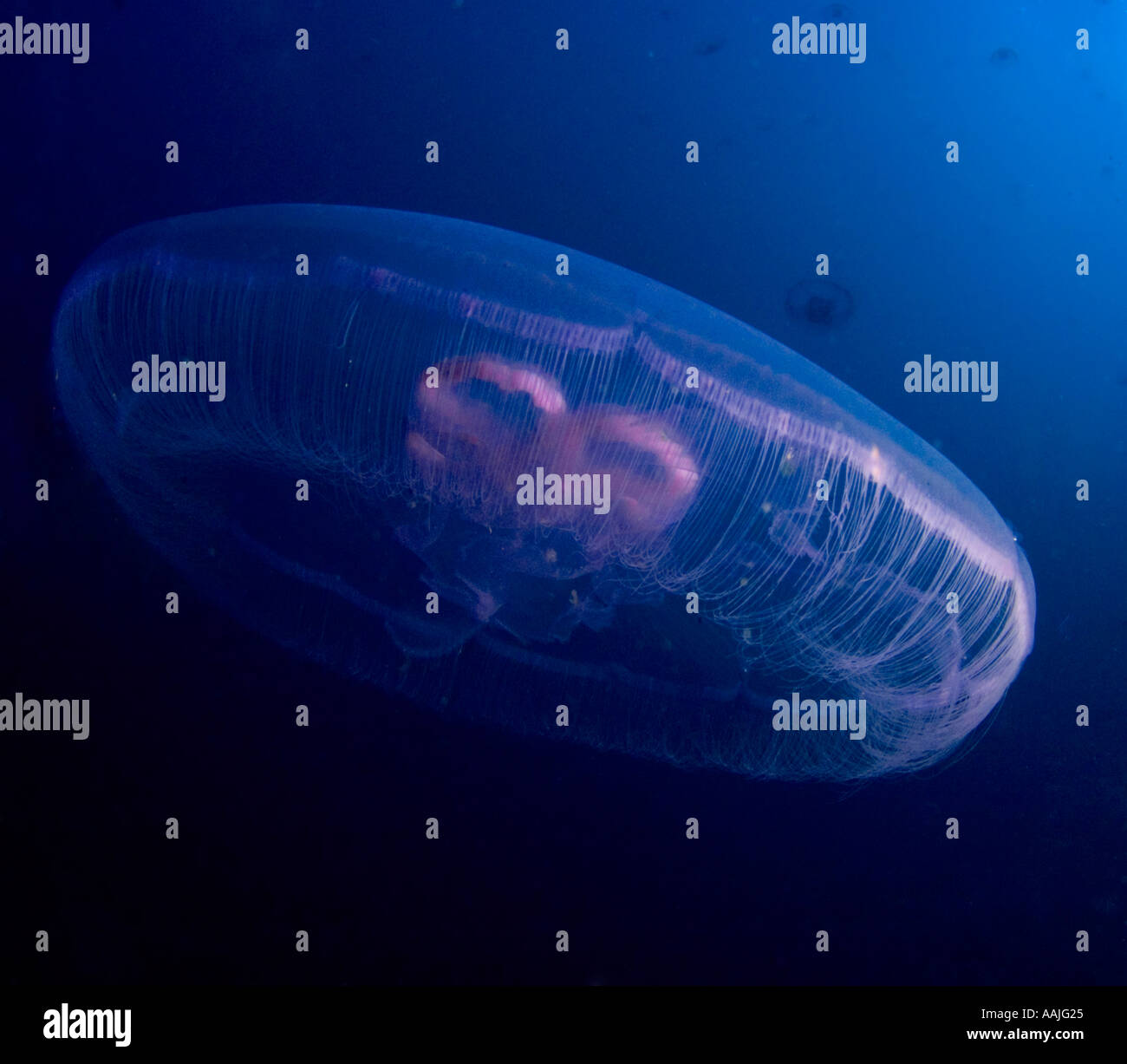 Méduse lune aurelia aurita Banque de photographies et d’images à haute ...