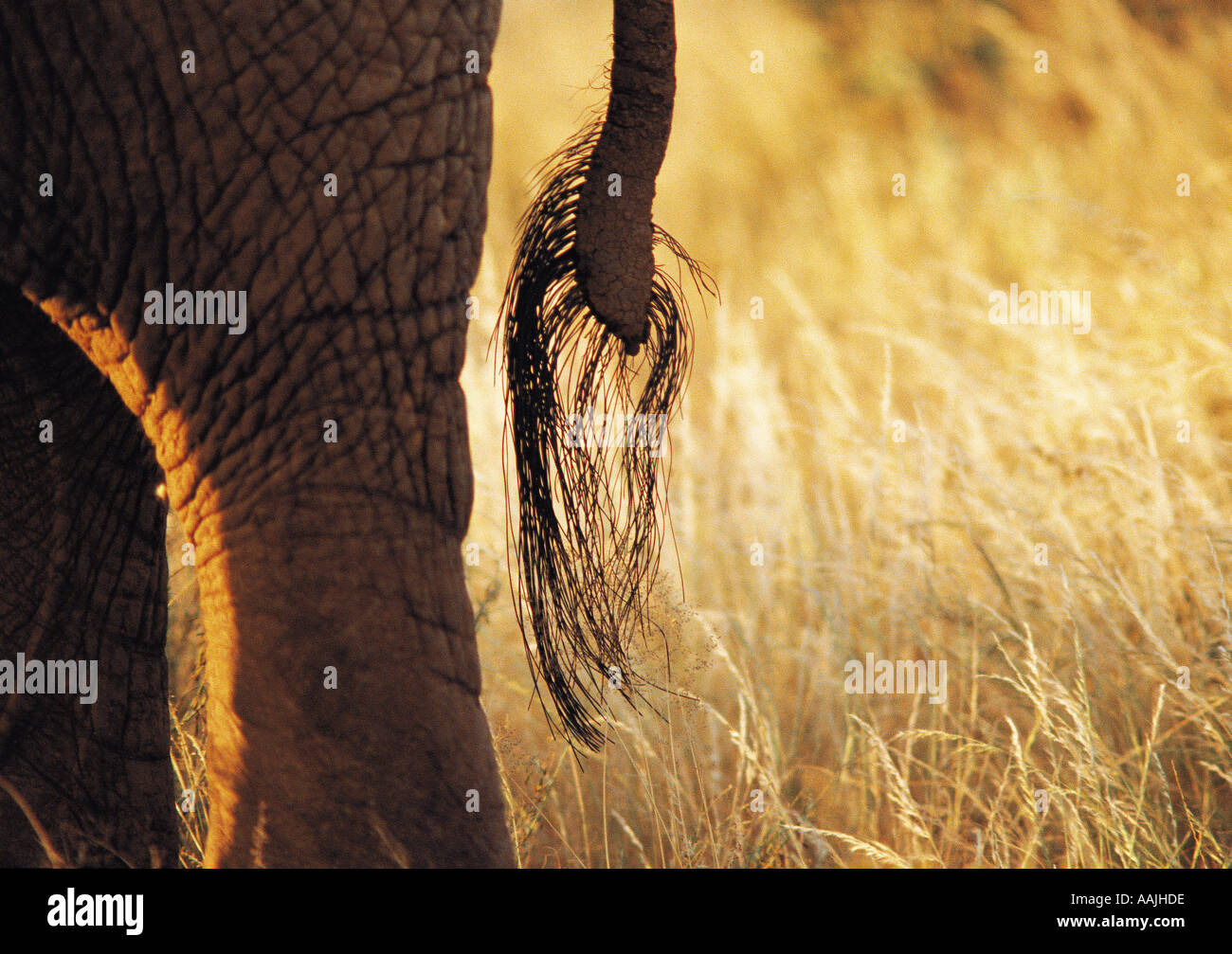 Hairs pull Banque de photographies et d’images à haute résolution - Alamy