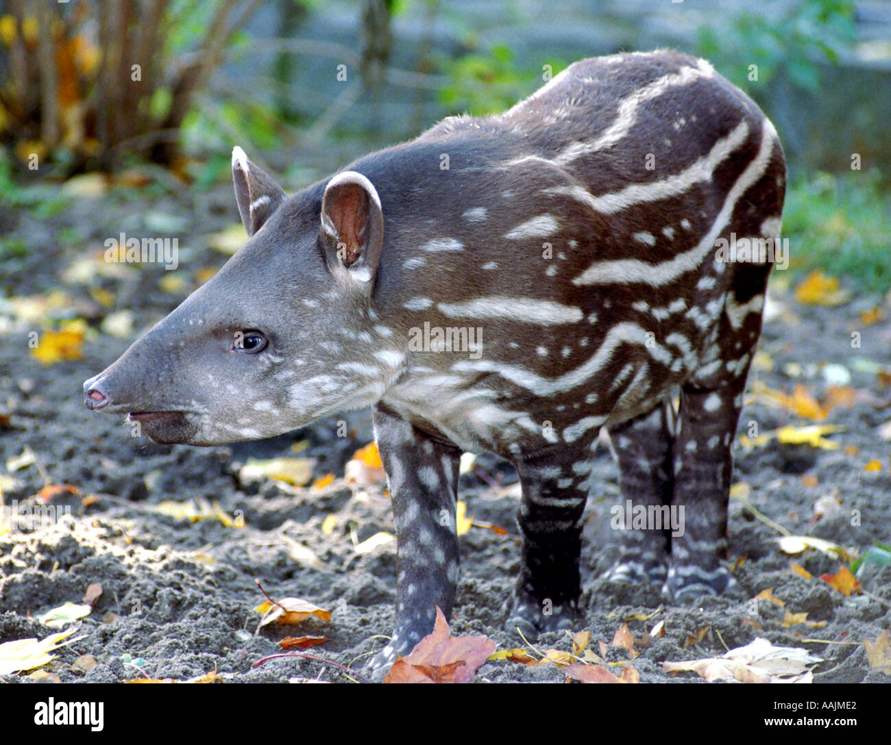 Baby tapir Banque de photographies et d’images à haute résolution - Alamy