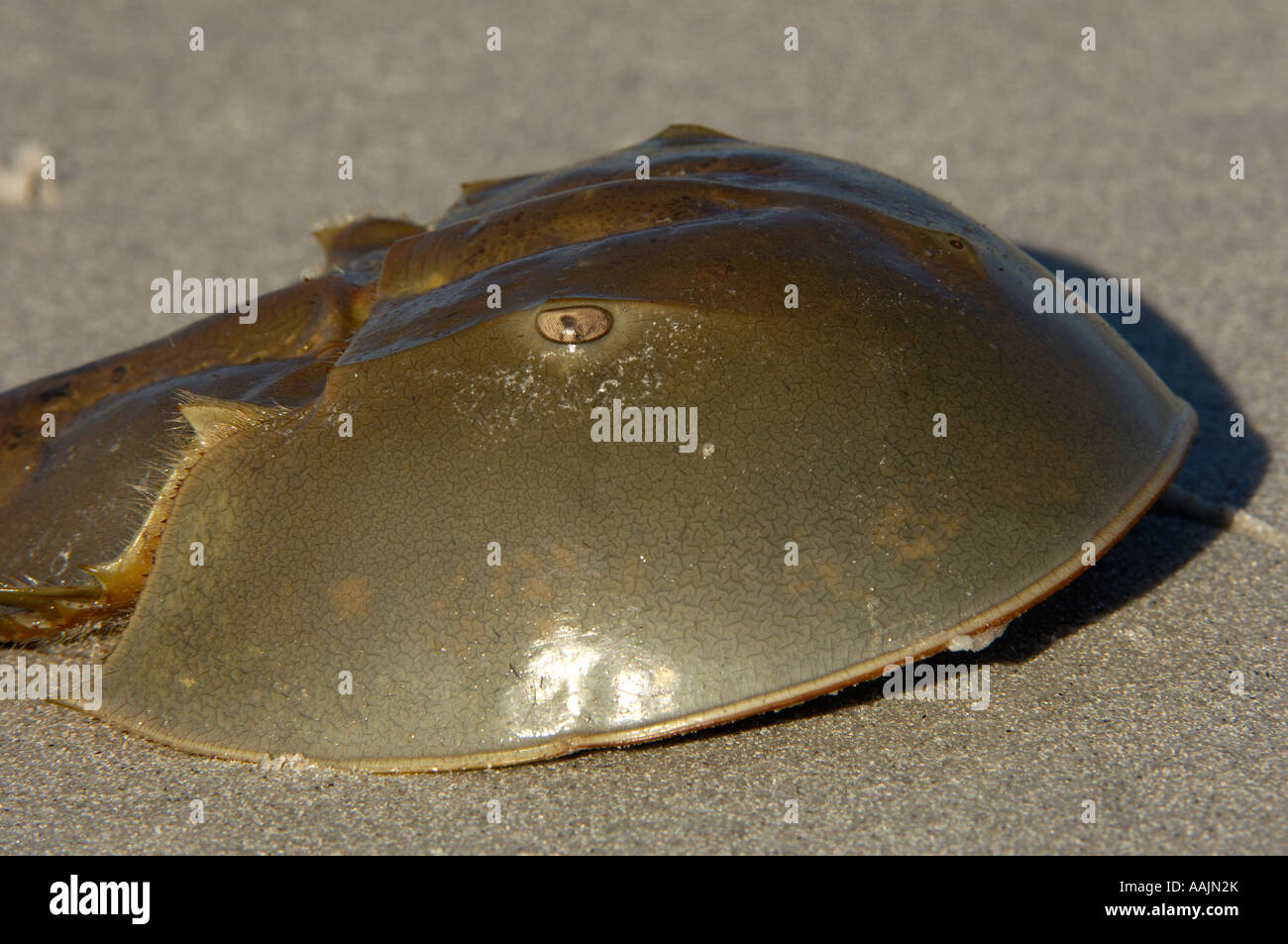 Horseshoe crab florida Banque de photographies et d’images à haute ...