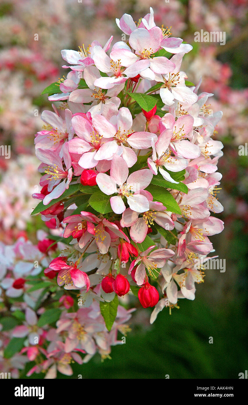 Ces saisons Banque de photographies et d’images à haute résolution - Alamy