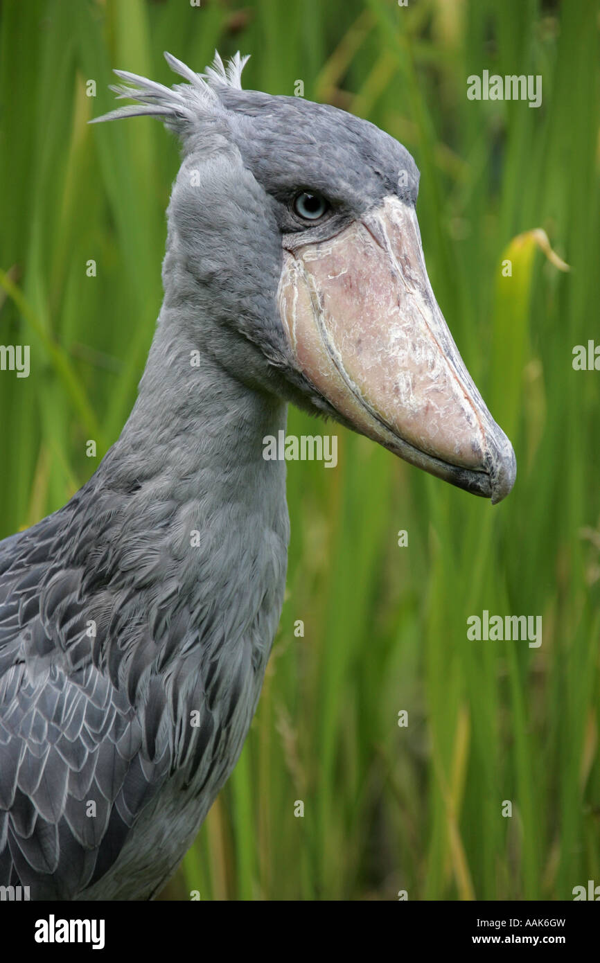 Shoe bill bird Banque de photographies et d’images à haute résolution ...