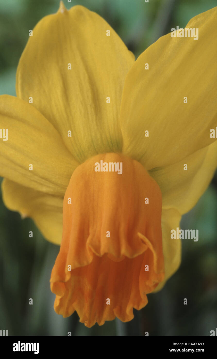 Cyclamineus jonquille jetfire Banque de photographies et d’images à ...