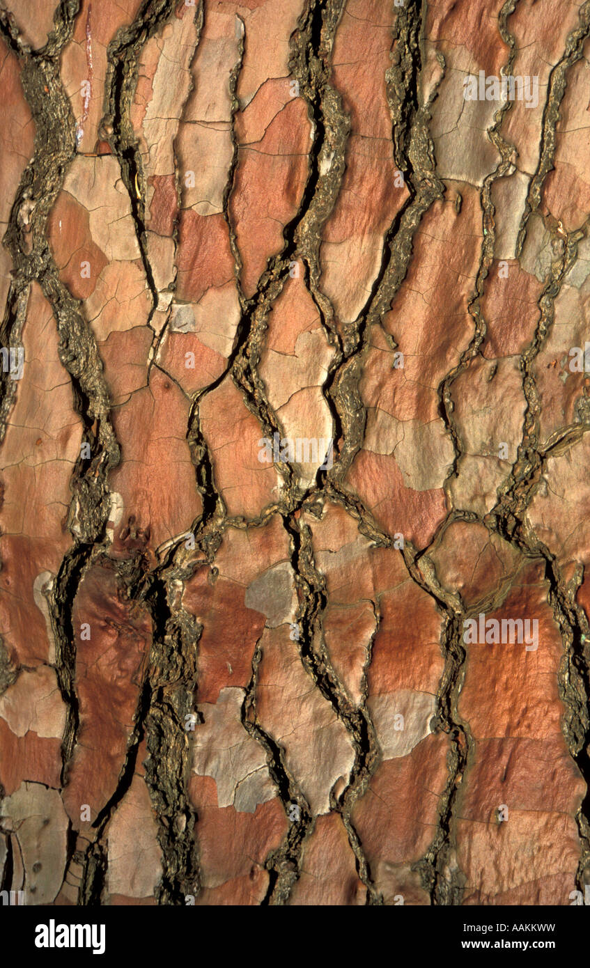 Pinus pinaster bark Banque de photographies et d’images à haute ...