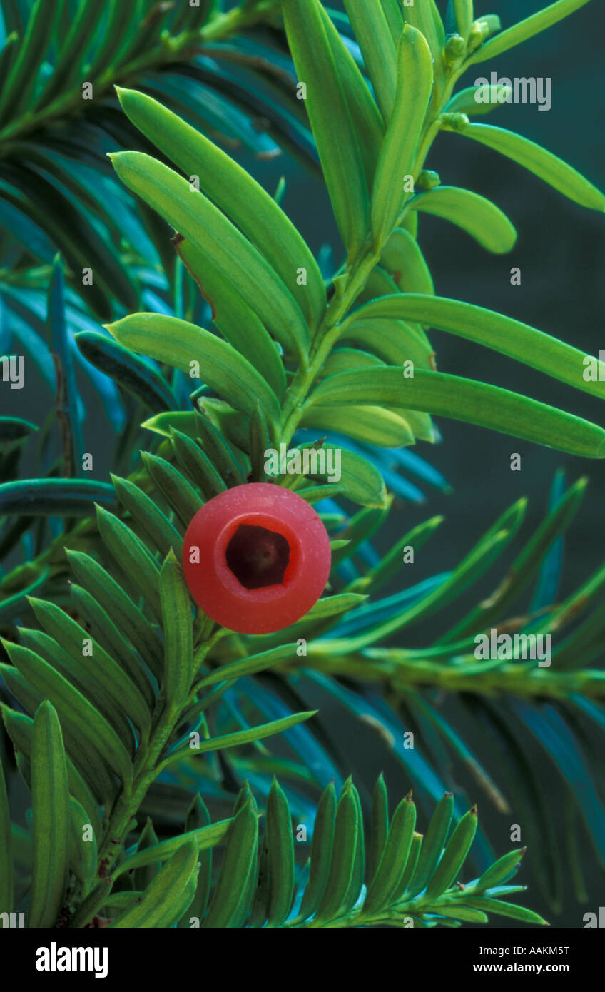 Baies de poison if Banque de photographies et d’images à haute ...