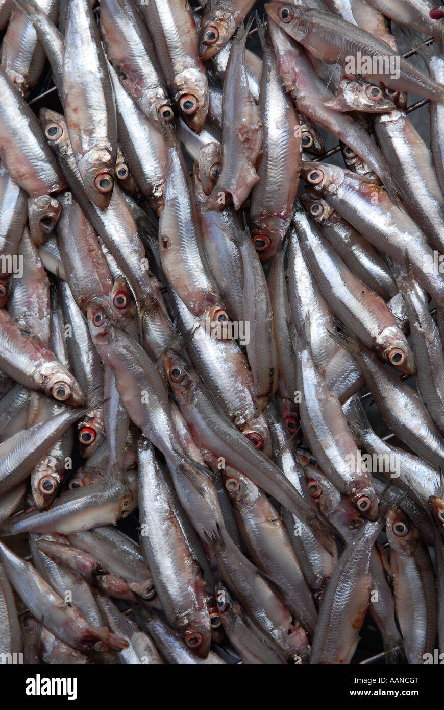 Une pile de poissons de sardine frais (Limnothrissa miodon), également ...