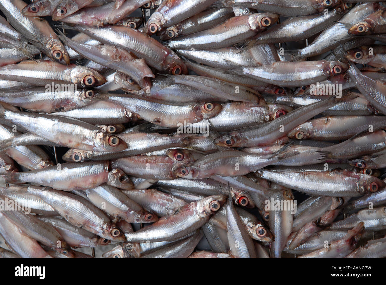 Une pile de poissons de sardine frais (Limnothrissa miodon), également ...