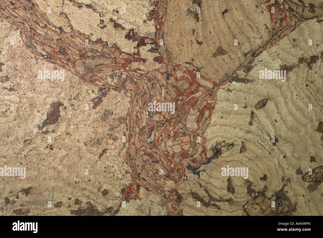 Chêne-liège (Quercus suber), Cork Photo Stock - Alamy