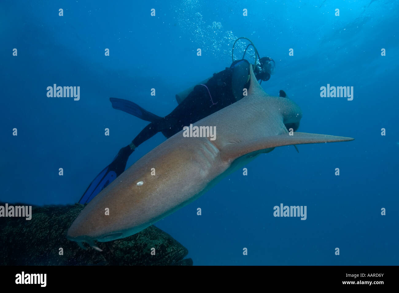 Requin nourrice atlantique Banque de photographies et d’images à haute ...