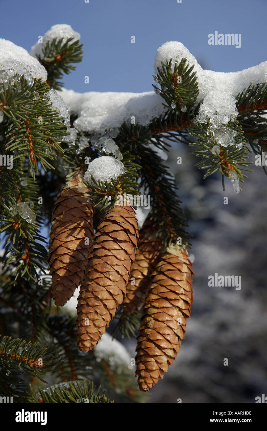 Cônes de pin / sapin suspendu à un sapin recouvert de neige en hiver ...