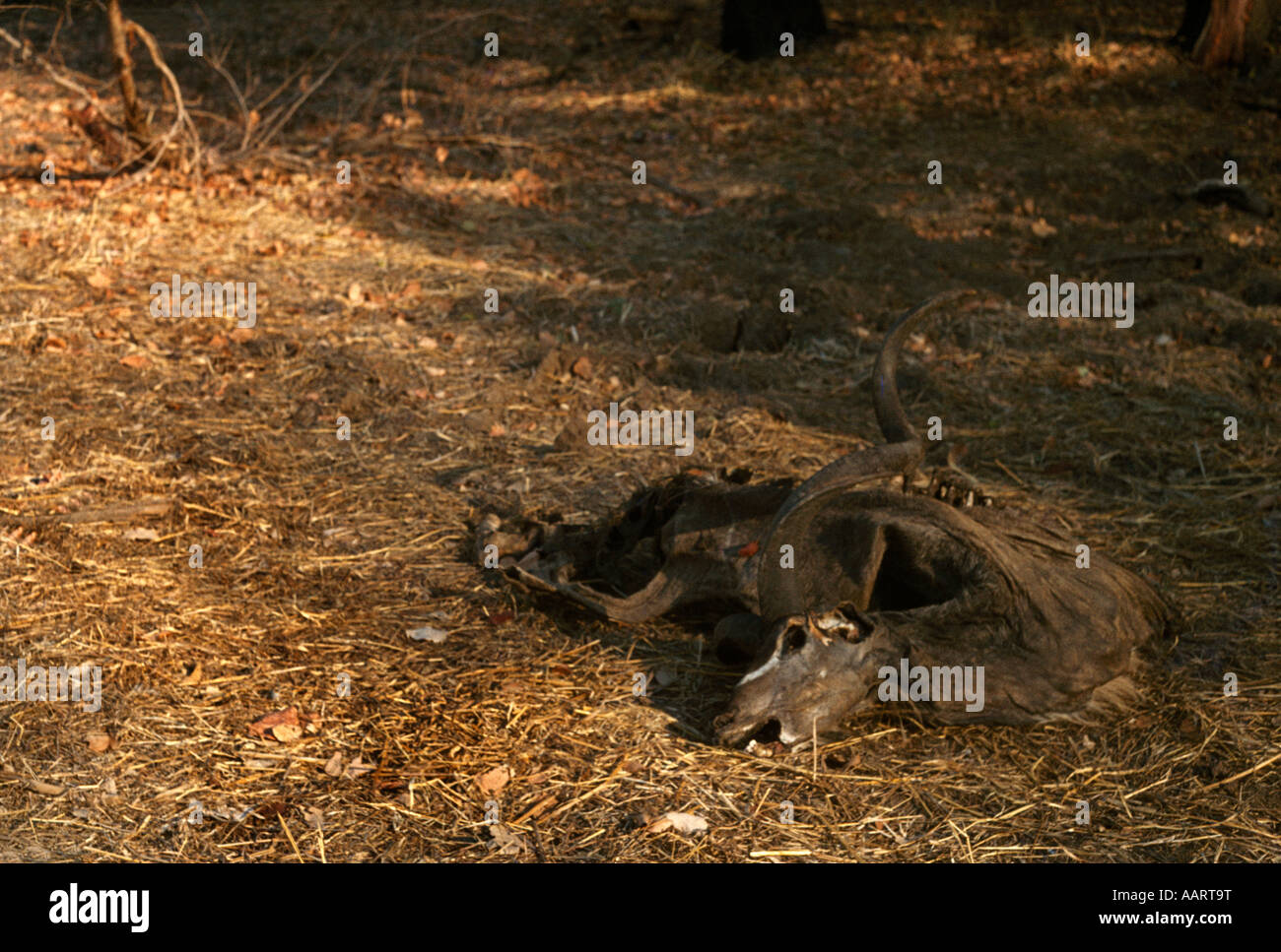 Cadavre d'animal Banque de photographies et d’images à haute résolution ...