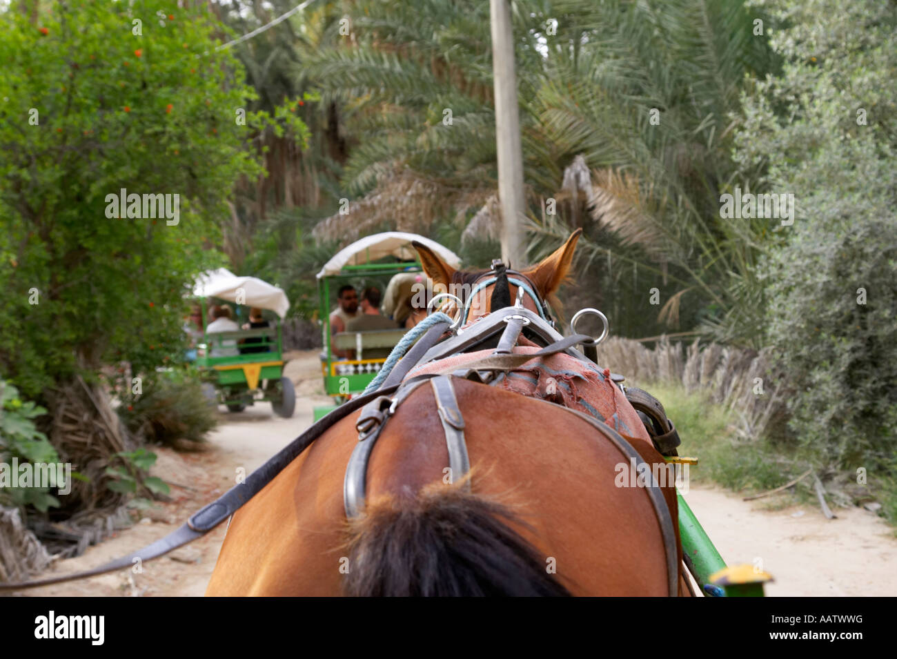 Cheval de plantation Banque de photographies et d’images à haute ...