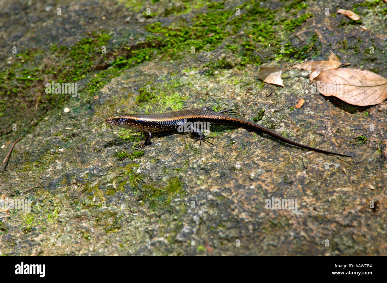 Mabuya multifasciata Banque de photographies et d’images à haute ...
