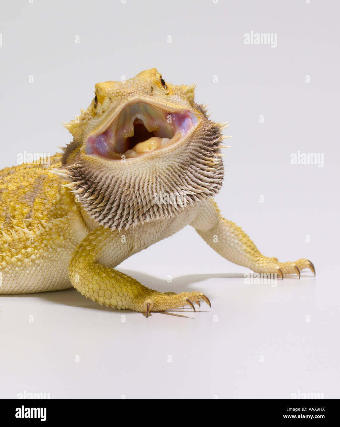 Sourire reptile barbu dragon lizzard Banque de photographies et d ...