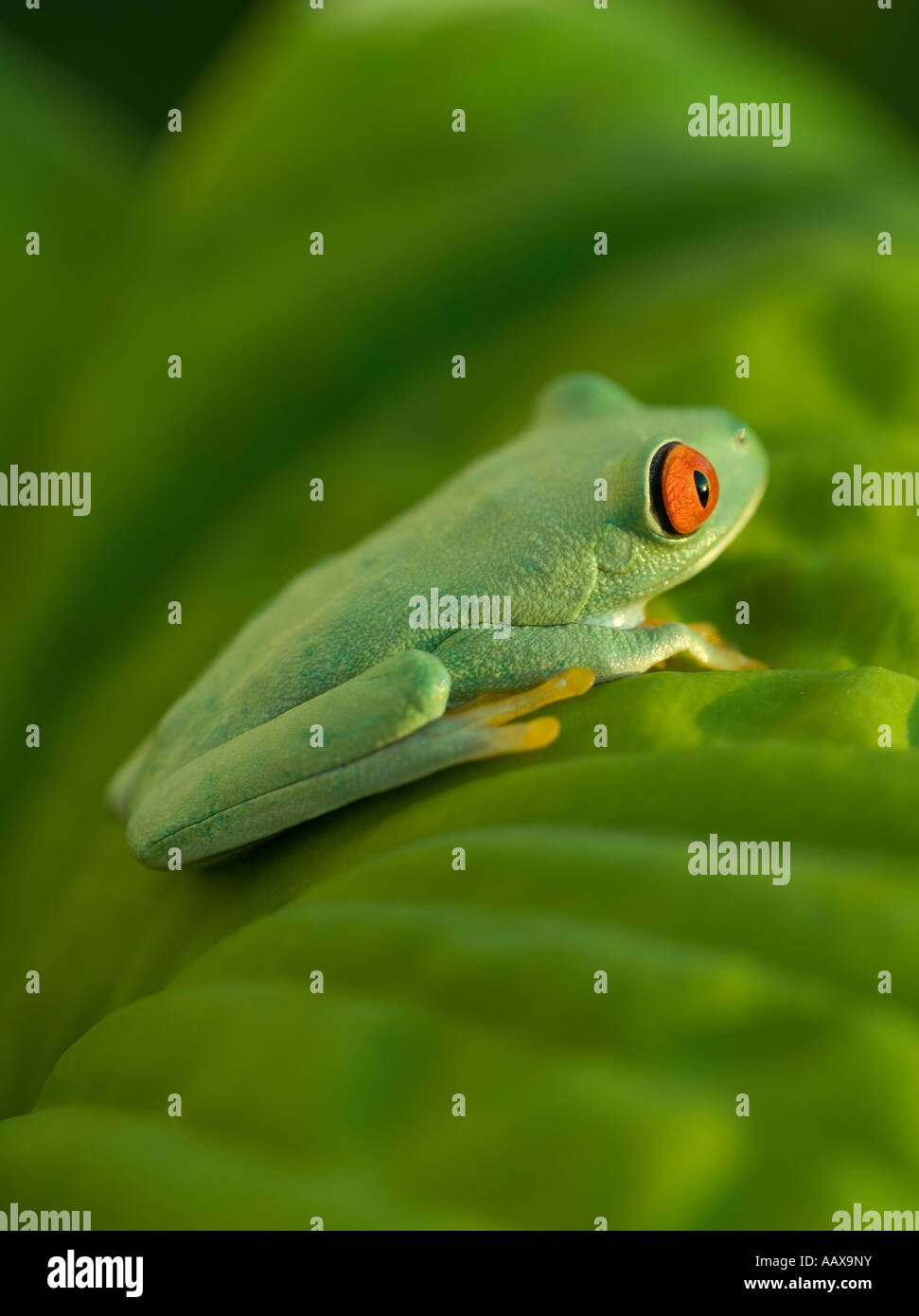 Grenouille sur une feuille Banque de photographies et d’images à haute ...