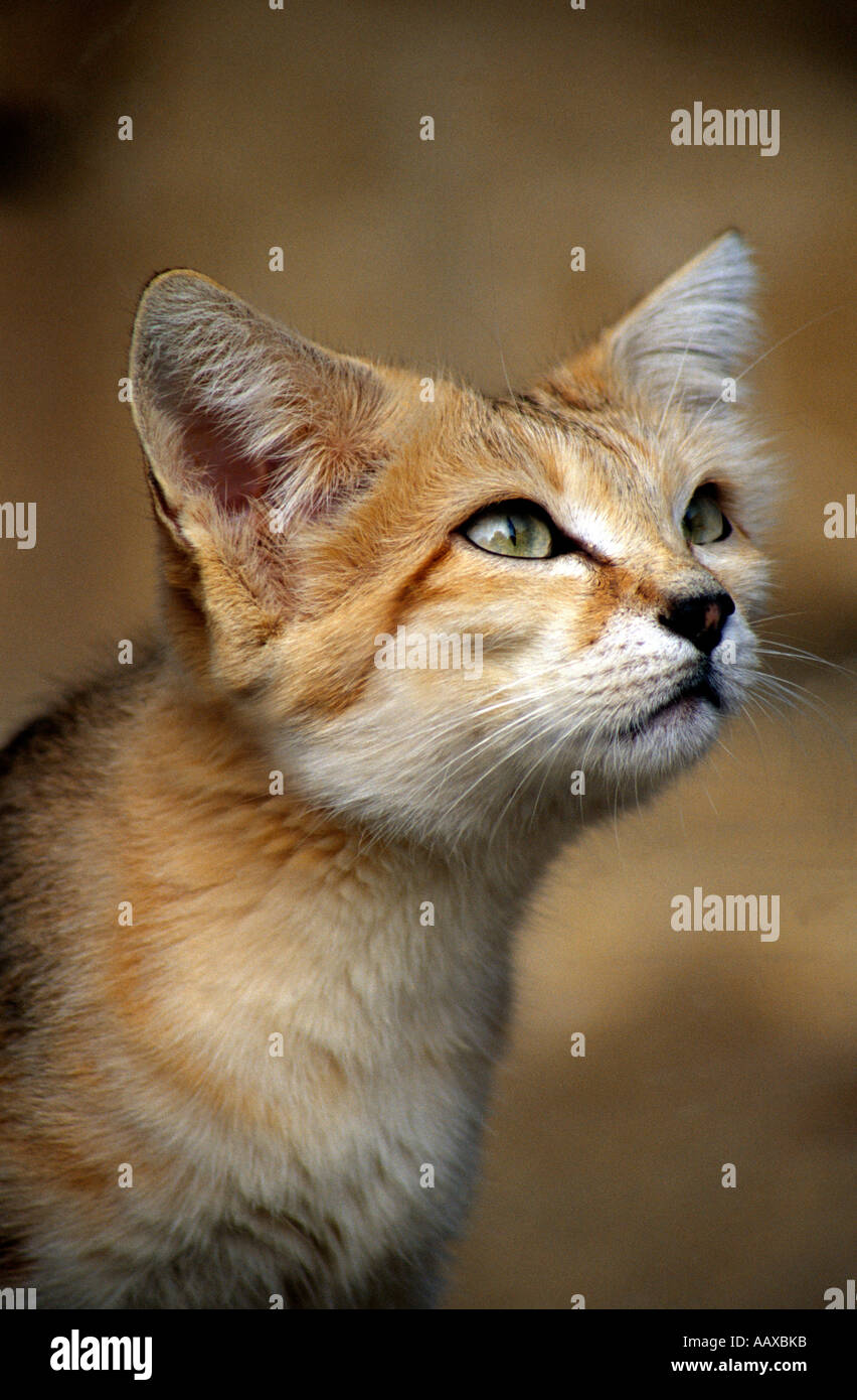Chat des sables Banque de photographies et d’images à haute résolution ...