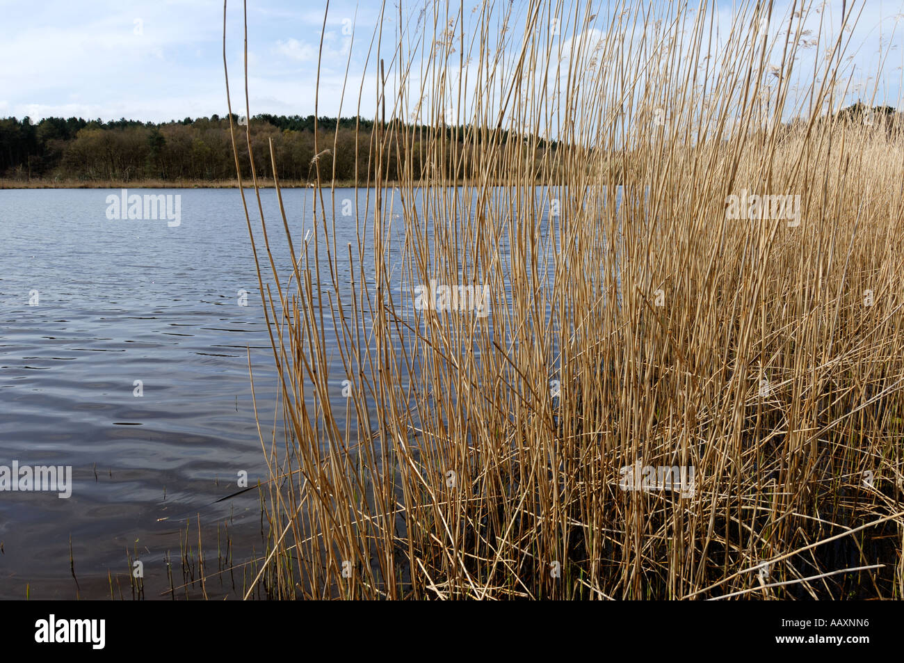 Hatchmere Banque de photographies et d’images à haute résolution - Alamy