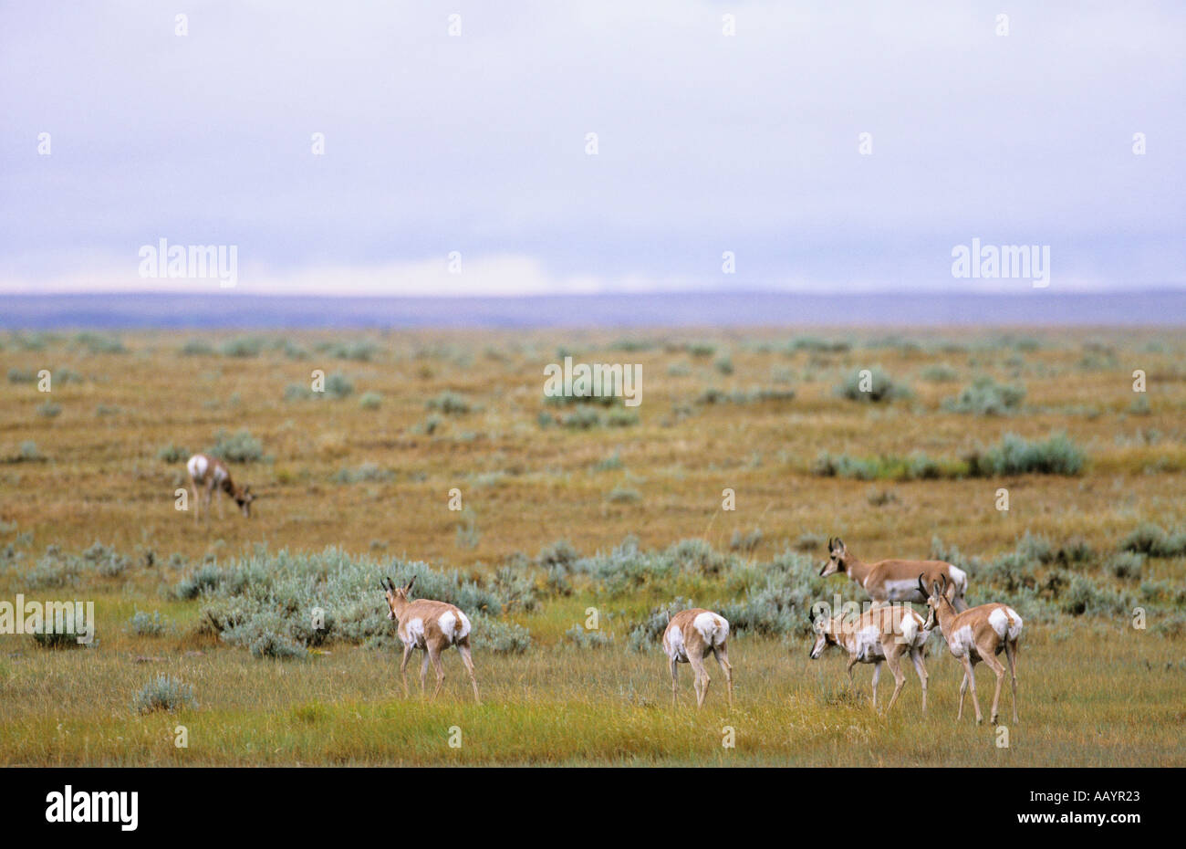 Pronghorn antelope alberta Banque de photographies et d’images à haute ...