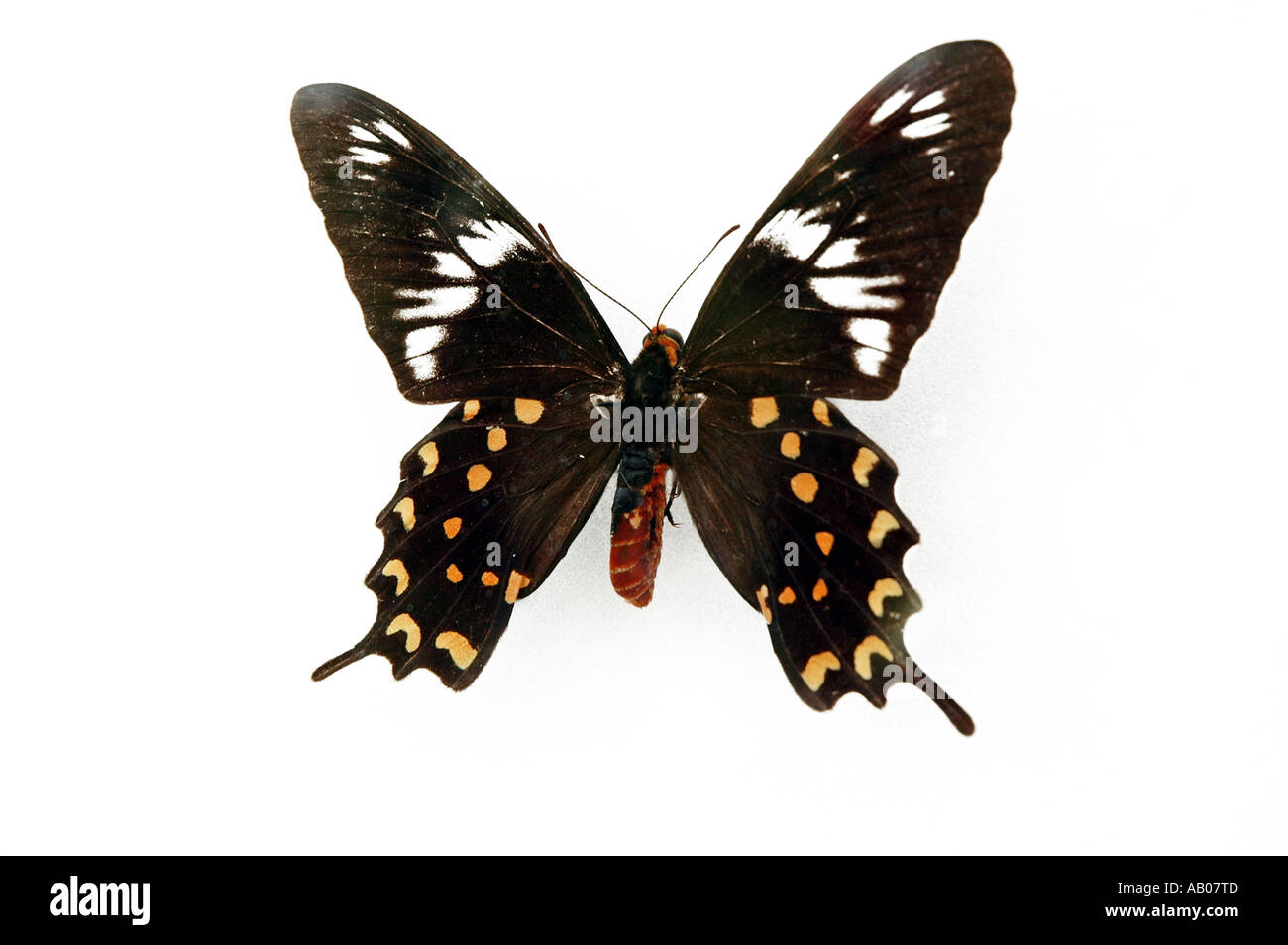 Rose avec papillon Banque d'images détourées - Alamy