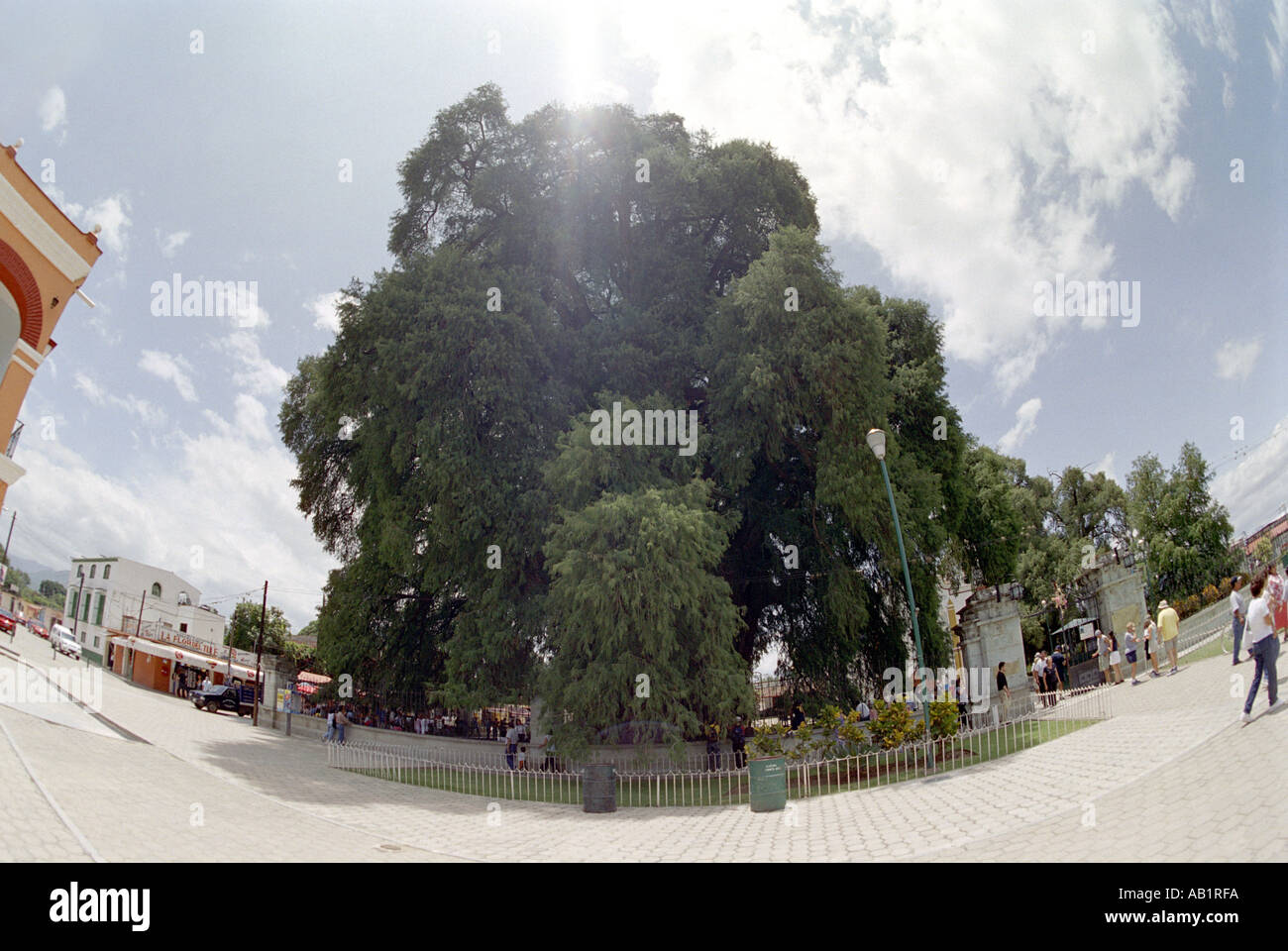 Le géant sabina Tule arbre Ahuehuete ou à Santa María del Tule dit d ...