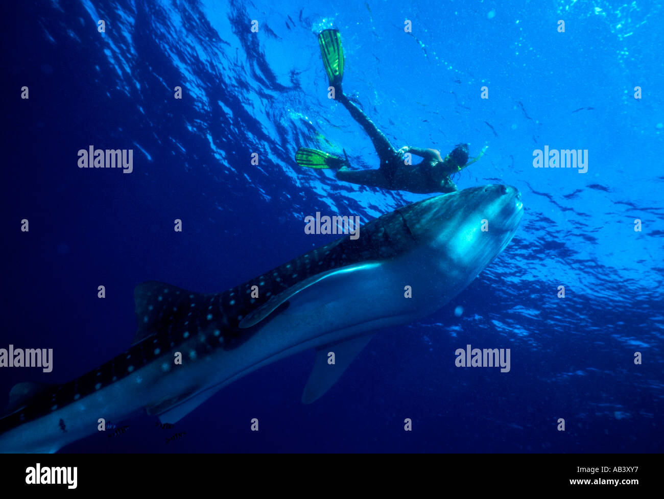 Egypte requin baleine Banque de photographies et d’images à haute ...