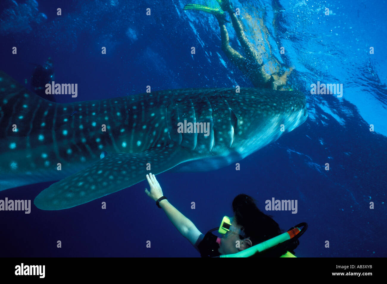 Egypte requin baleine Banque de photographies et d’images à haute ...