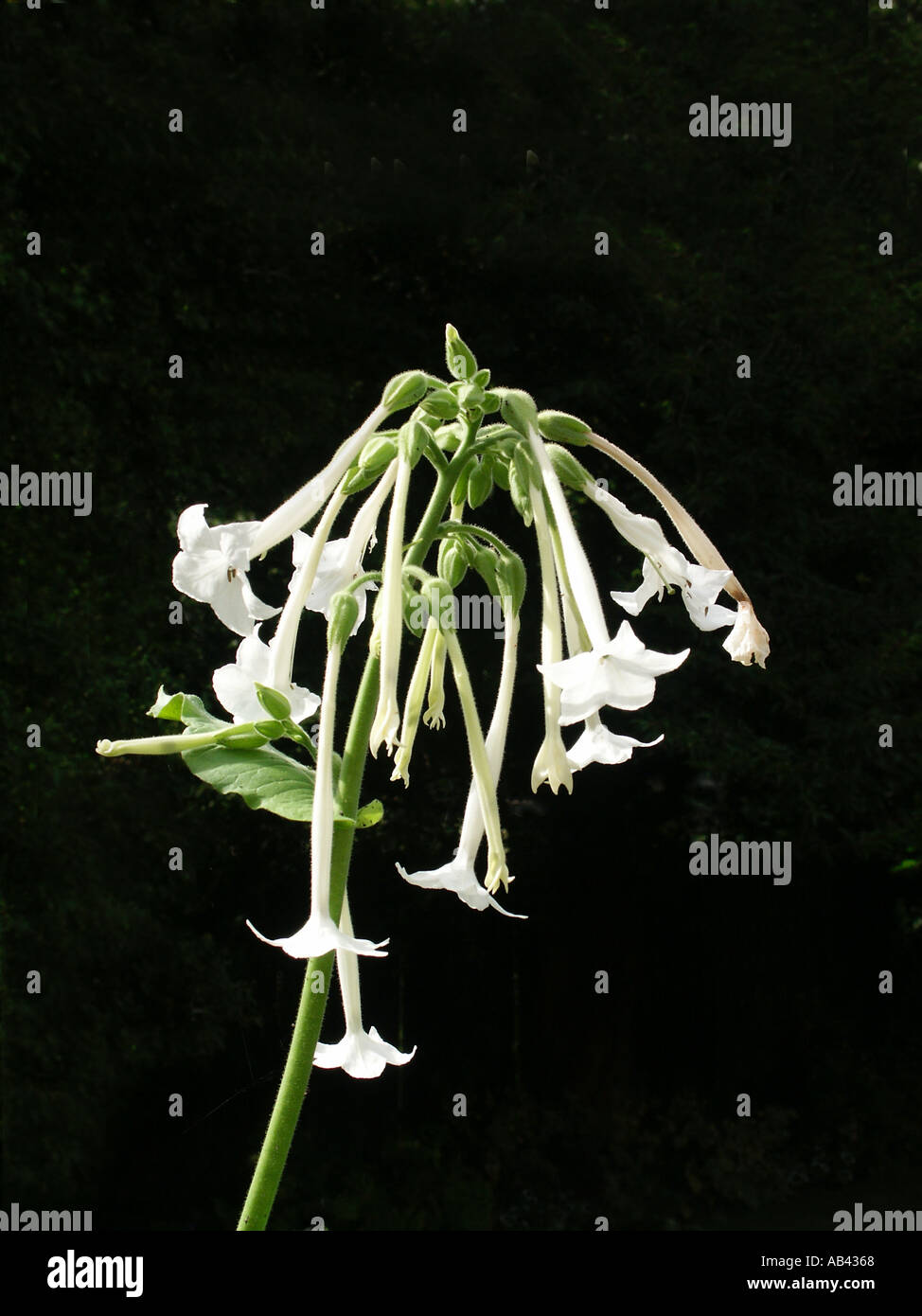 Nicotiana sylvestris Banque de photographies et d’images à haute ...