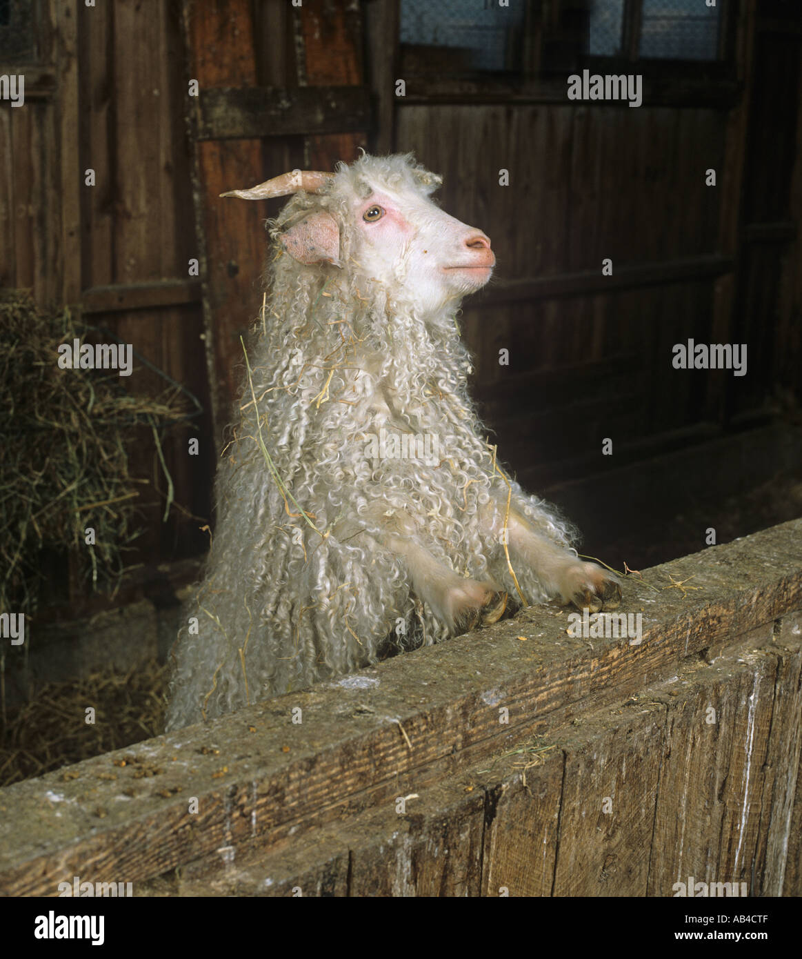 Angora goat wool Banque de photographies et d’images à haute résolution ...