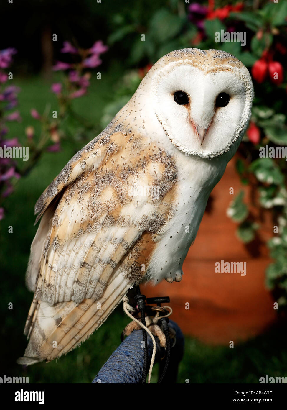 Une chouette effraie avec ses jambes attachées et assis sur un perchoir ...