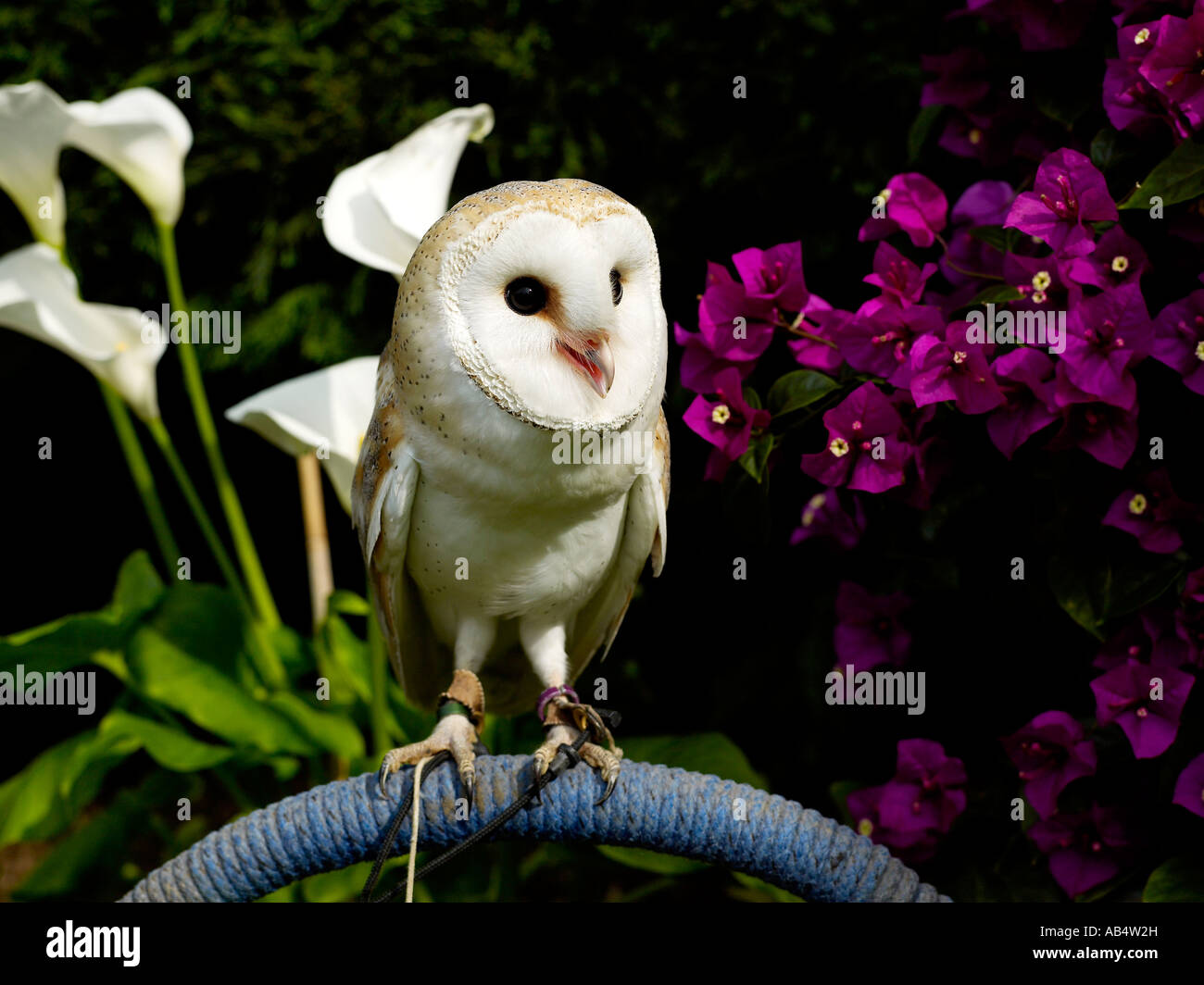 Une chouette effraie avec ses jambes attachées et assis sur un perchoir ...