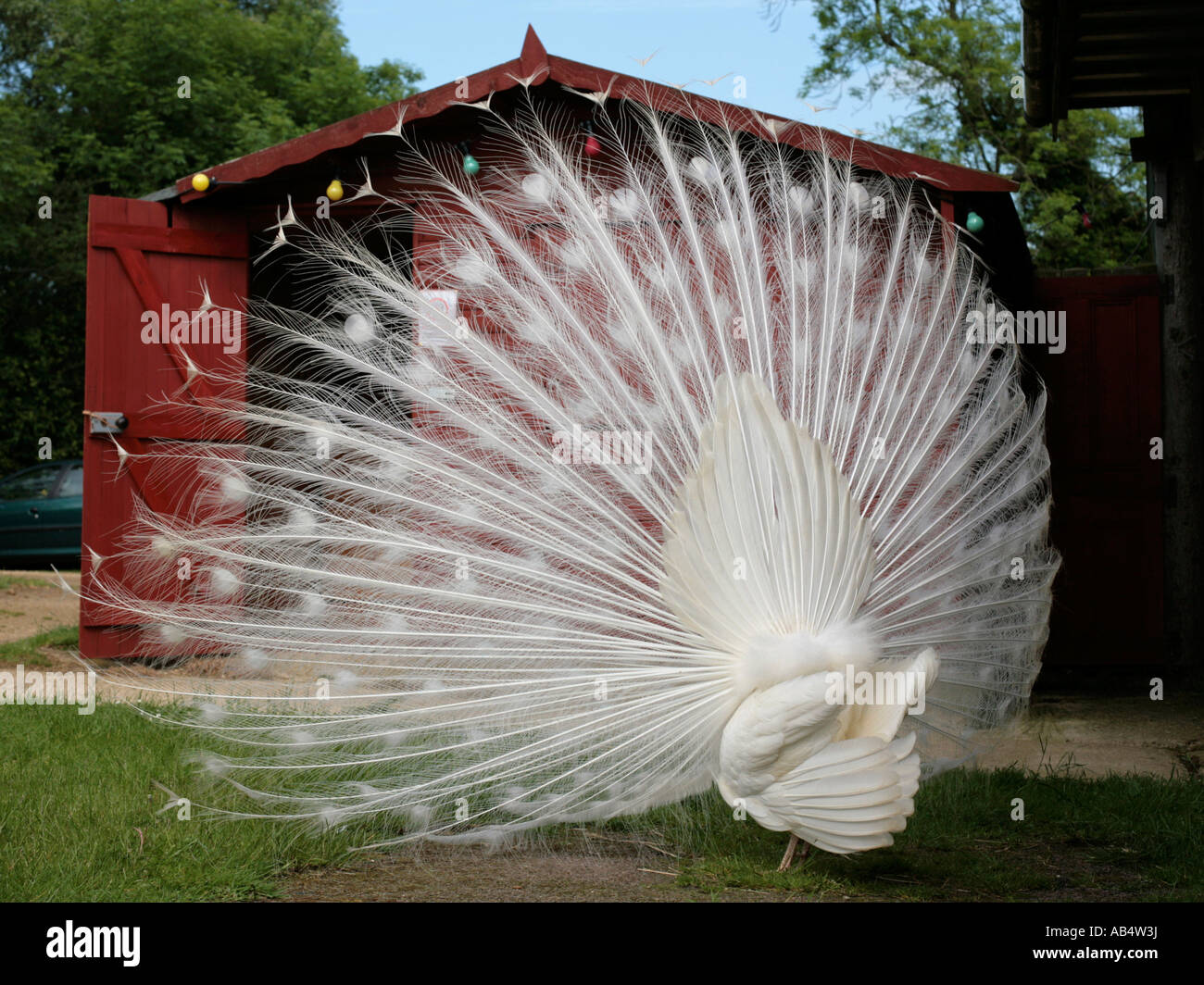 Albino Peacock Banque d'image et photos - Alamy