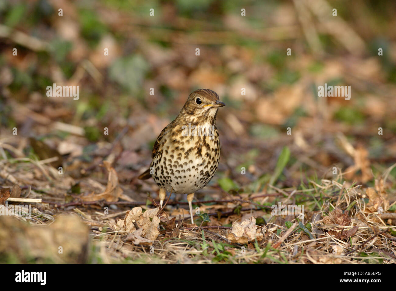 Grive musicienne Banque de photographies et d’images à haute résolution ...