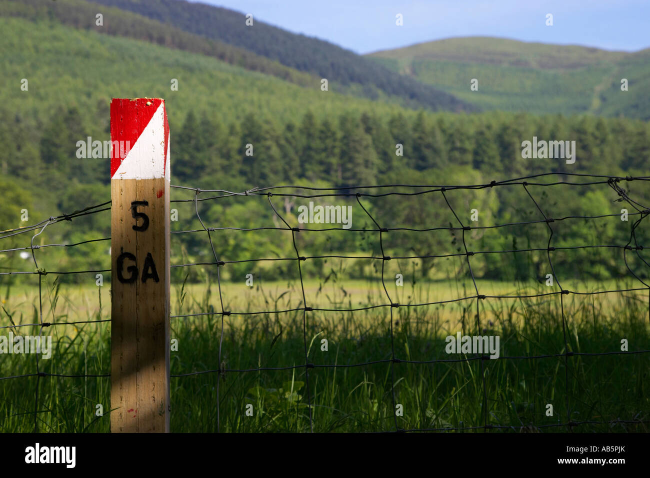 Rostrevor forest Banque de photographies et d’images à haute résolution ...