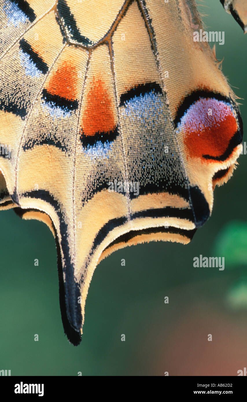 Détails de l'aile de papillon machaon Papilio machaon Photo Stock - Alamy