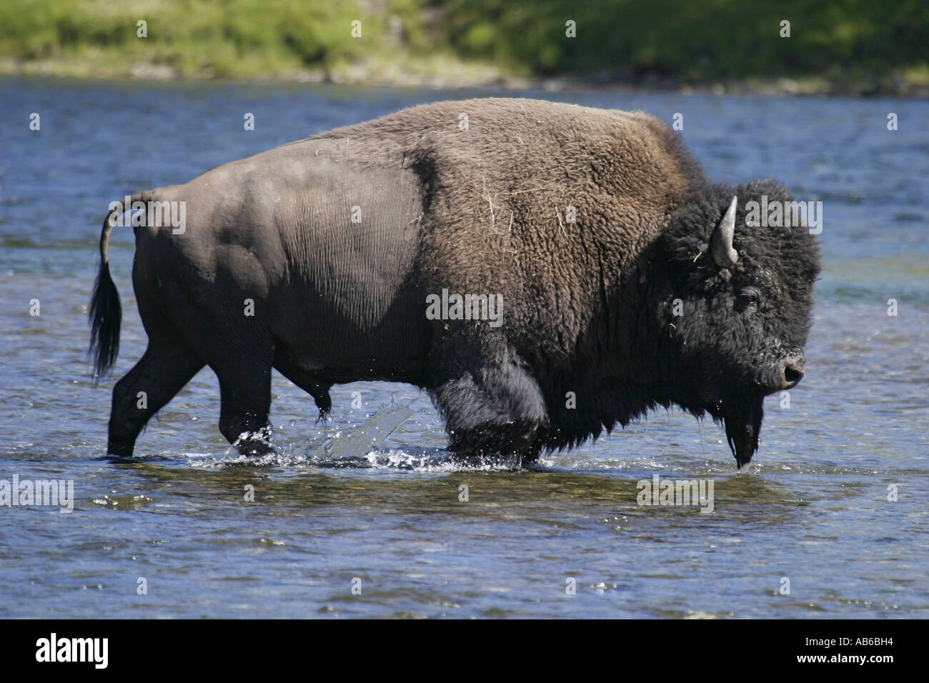 Buffalo ford Banque de photographies et d’images à haute résolution - Alamy