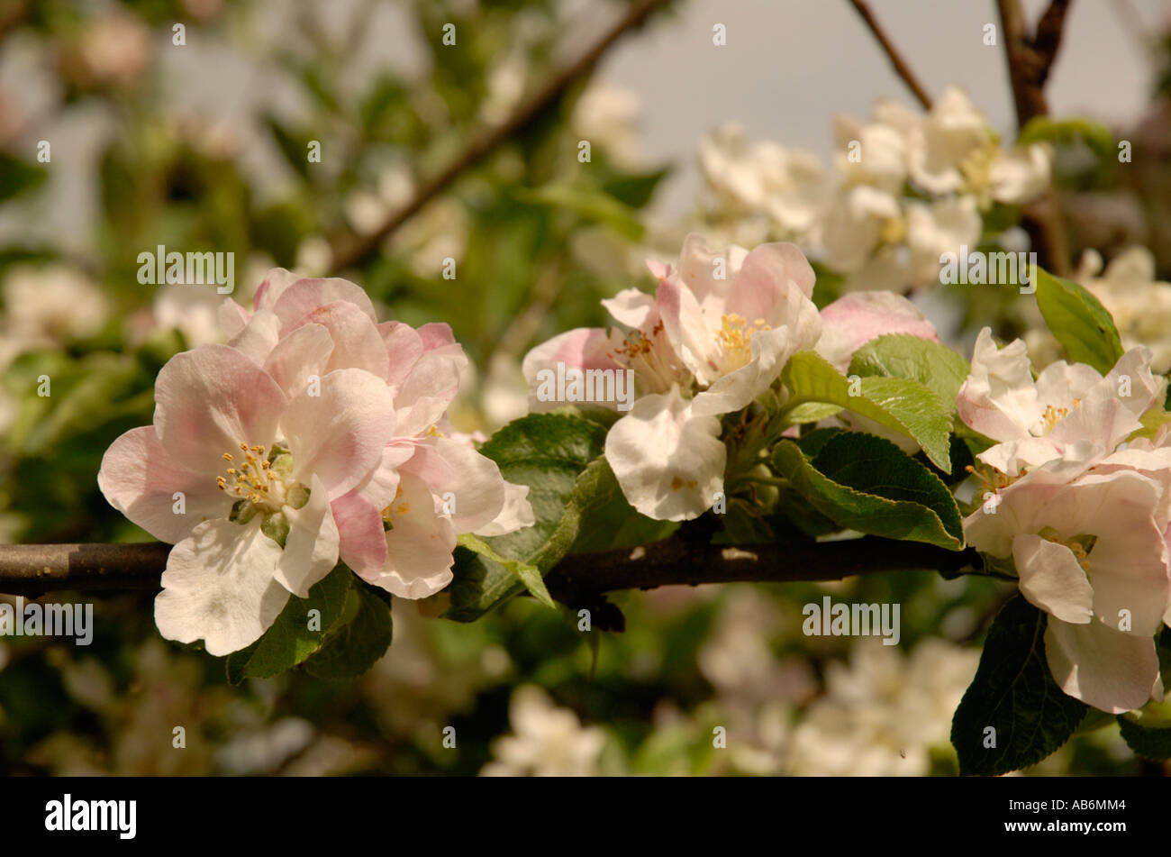 Pommiers rares Banque de photographies et d’images à haute résolution ...