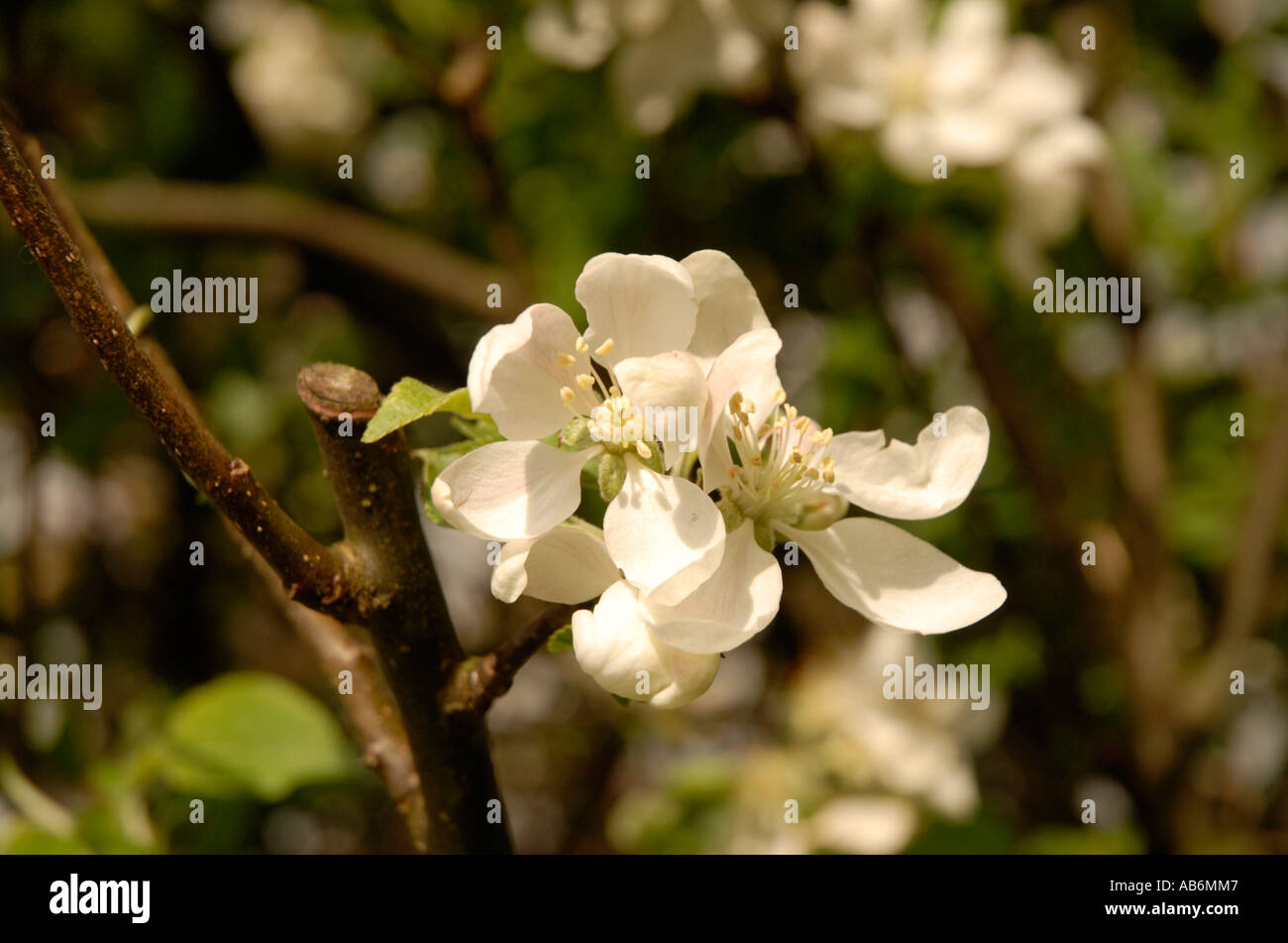 Pommiers rares Banque de photographies et d’images à haute résolution ...