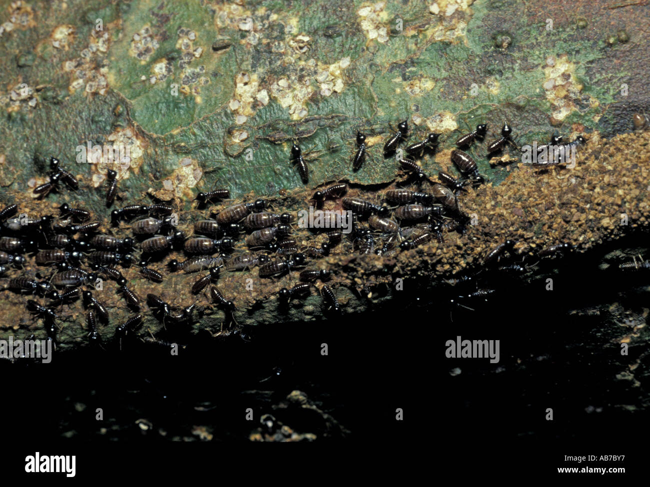 Amazon termites Banque de photographies et d’images à haute résolution ...