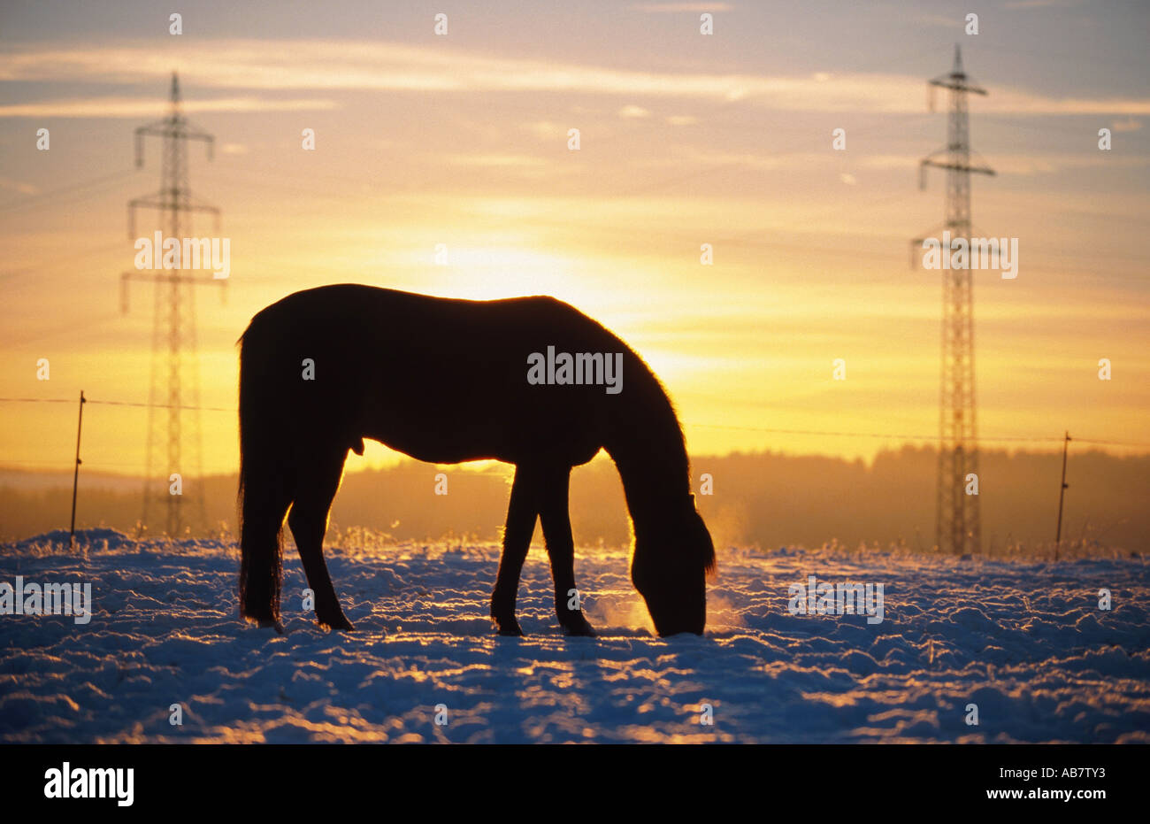 Orlow trotter equus przewalskii f Banque de photographies et d’images à ...