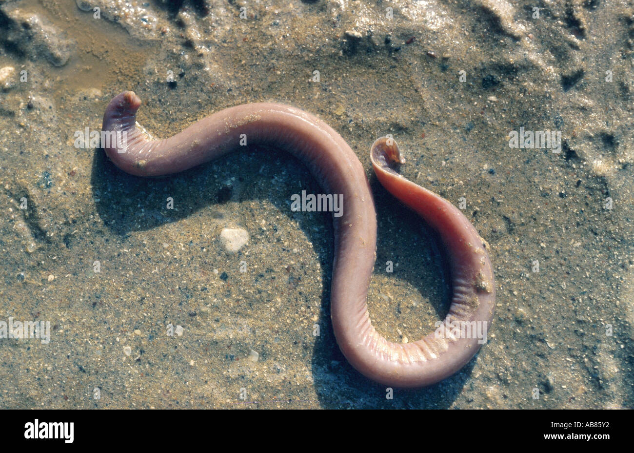 Myxine glutinosa myxine Banque de photographies et d’images à haute ...