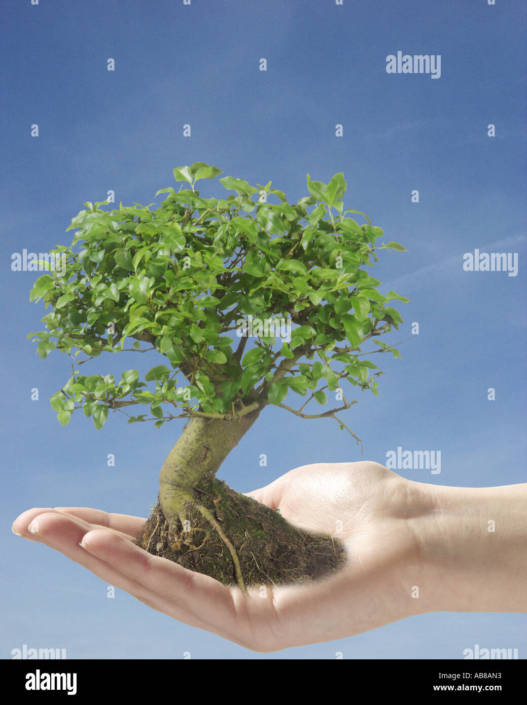 Des pleurs Fig, Tropical Laurel (Ficus benjamina, Ficus benjamini ...