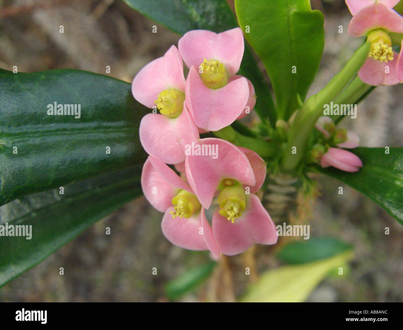 Cyathium inflorescence Banque de photographies et d’images à haute ...