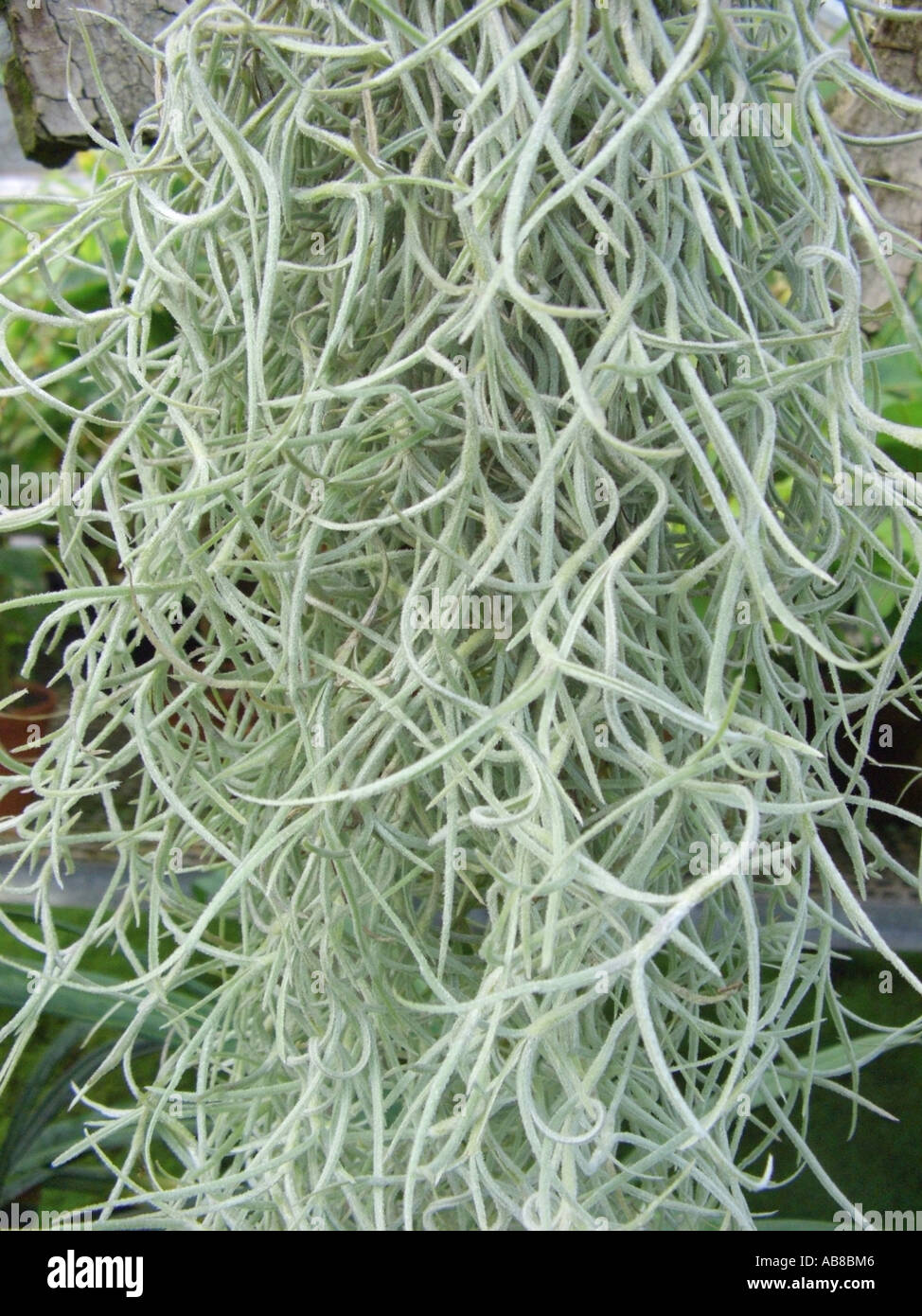 Vieux mans barbe mousse espagnole Banque de photographies et d’images à ...