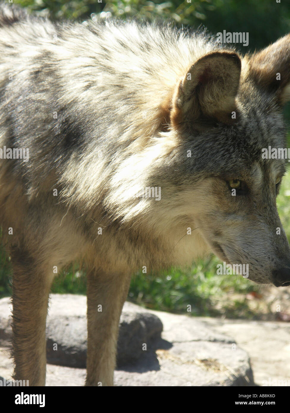 Loup gris canis lupus profil latéral Banque de photographies et d ...