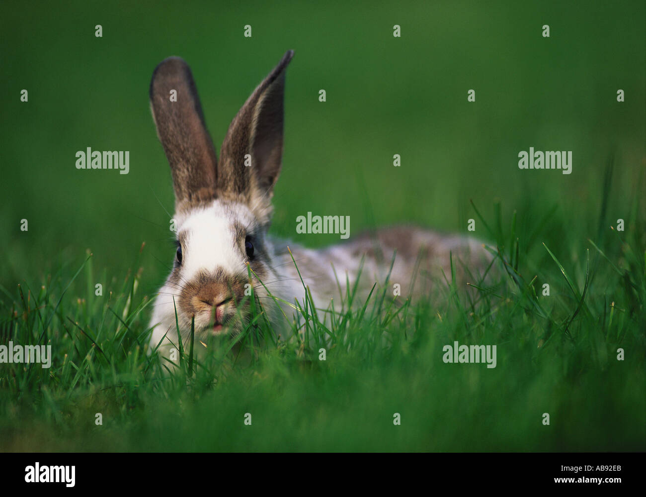 Anatomie lapin Banque de photographies et d’images à haute résolution - Alamy